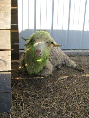 Dispatches from Can of Duck: Green Goats Gallivanting