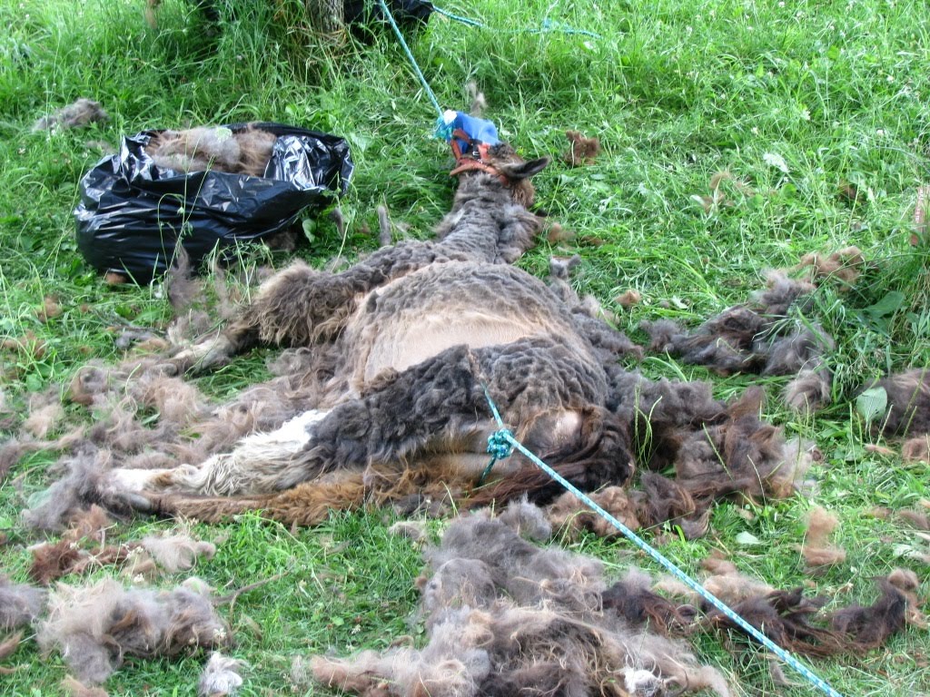 Dispatches from Can of Duck: How to Shear a Llama: The "Easy" Method!