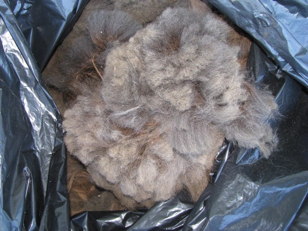 Dispatches from Can of Duck: How to Shear a Llama: The "Easy" Method!