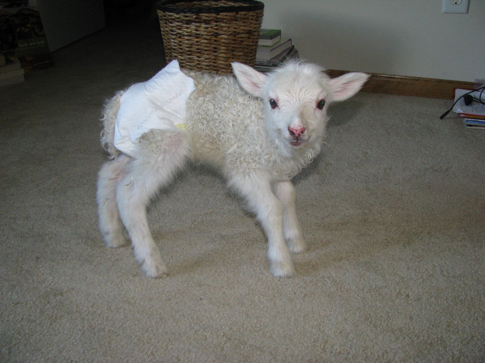 Dispatches from Can of Duck: Diapers for goat kids and lambs