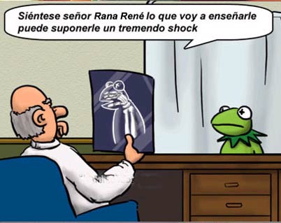 La rana rené wallpaper - Imagui