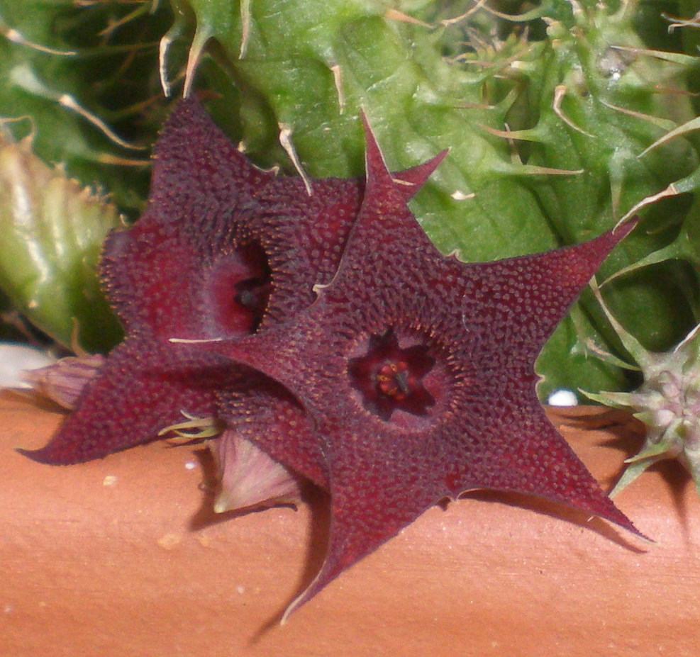 Stapeliads Blooming