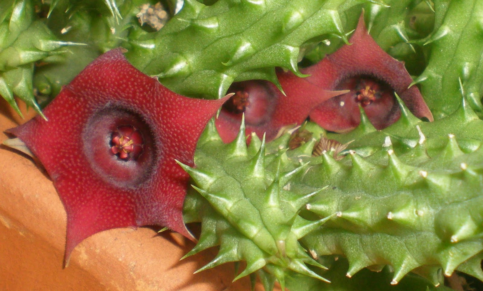Stapeliads Blooming
