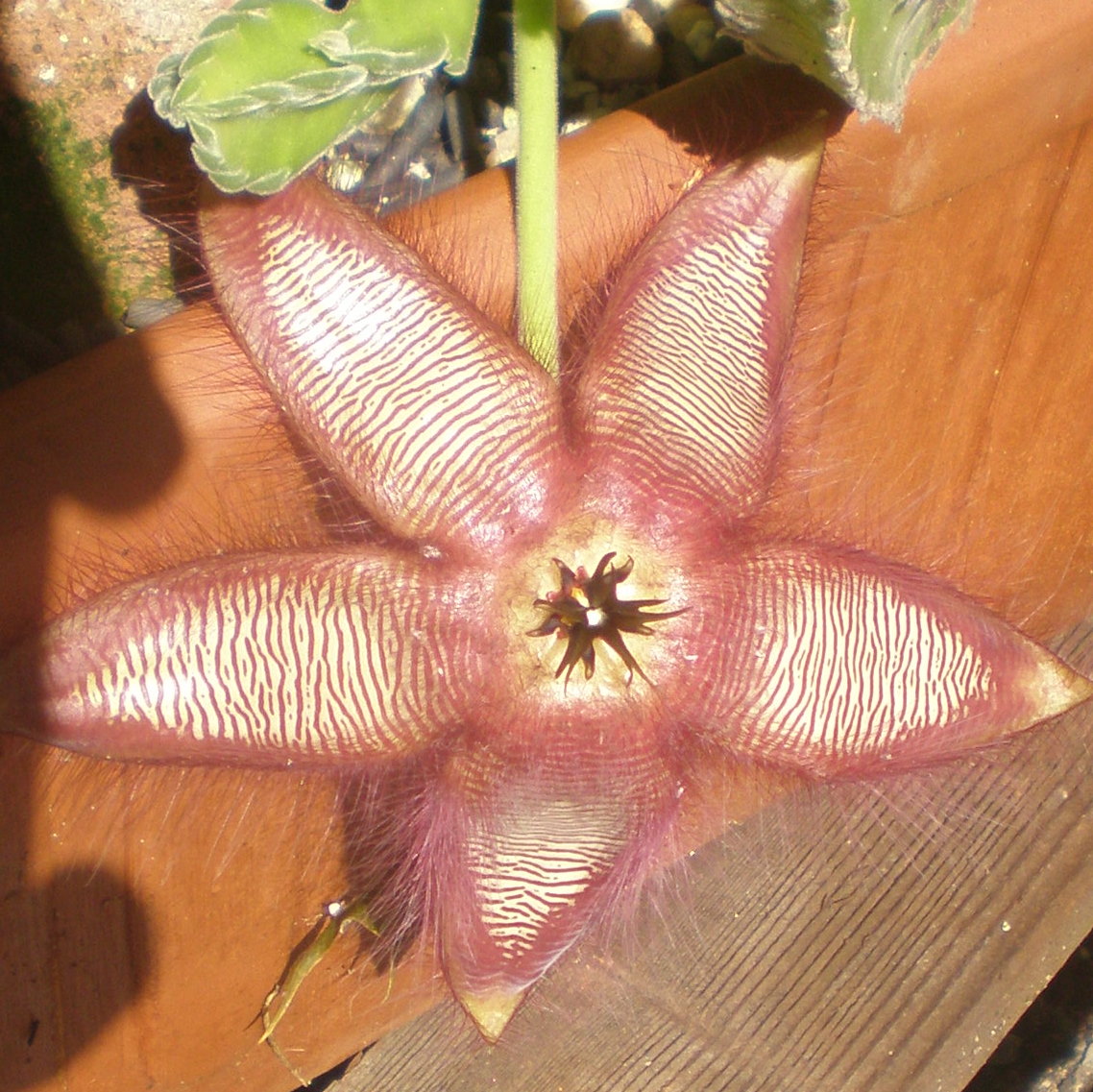 Stapeliads Blooming