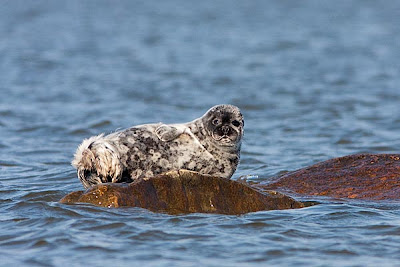 MERI JA EESTIMAA: Viiger Phoca hispida.