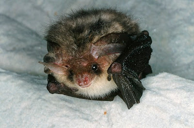 MERI JA EESTIMAA: Piusa koopad on tähtis nahkhiirte talvitusala.