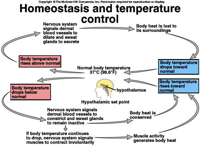 Nursing seminars & Nursing improvement: anatomy and physiology homeostasis