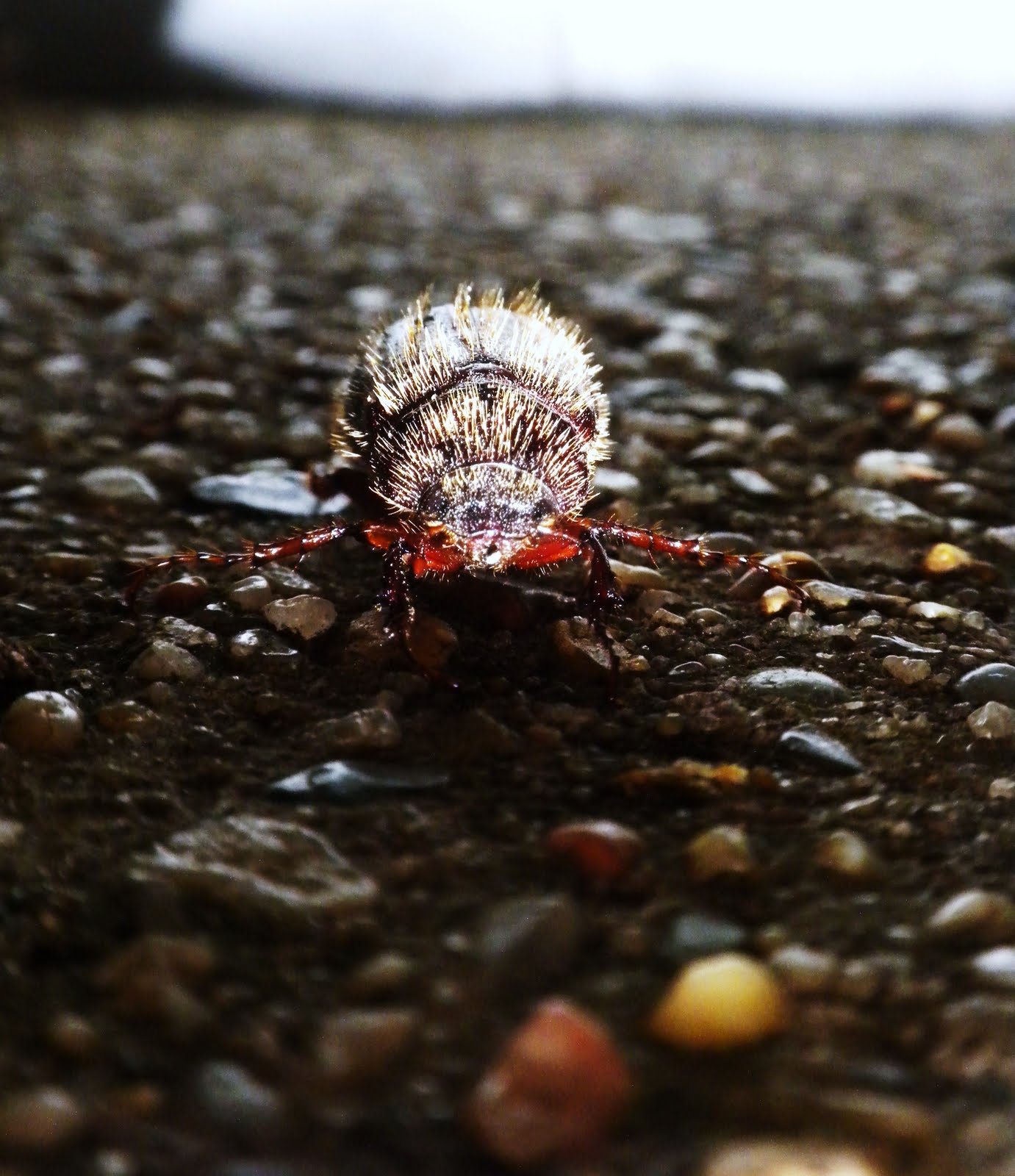 THE MITCHELL'S: Mississippi Spring/Summer Weather = BUGS