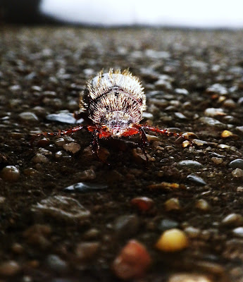 THE MITCHELL'S: Mississippi Spring/Summer Weather = BUGS