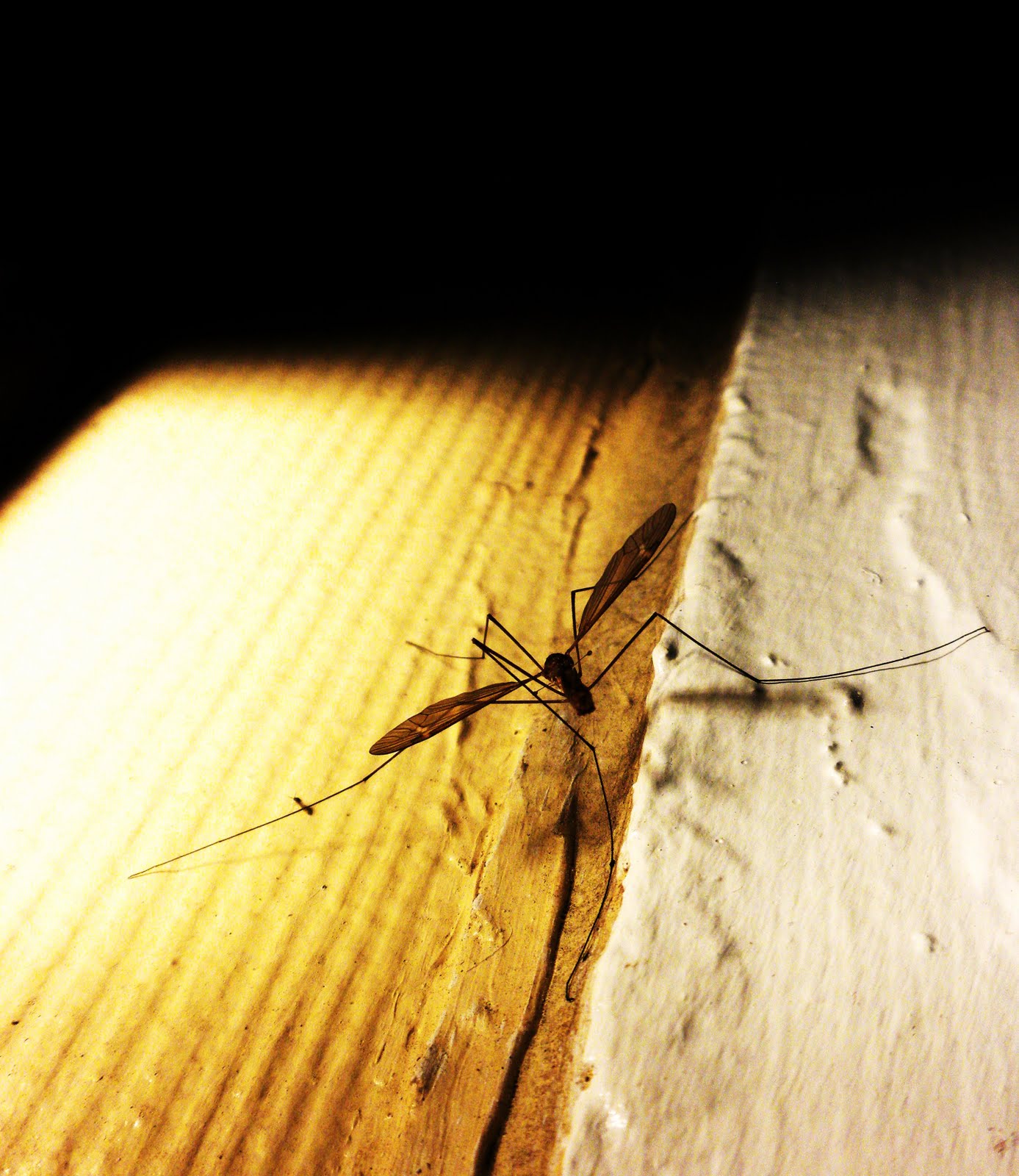 THE MITCHELL'S: Mississippi Spring/Summer Weather = BUGS