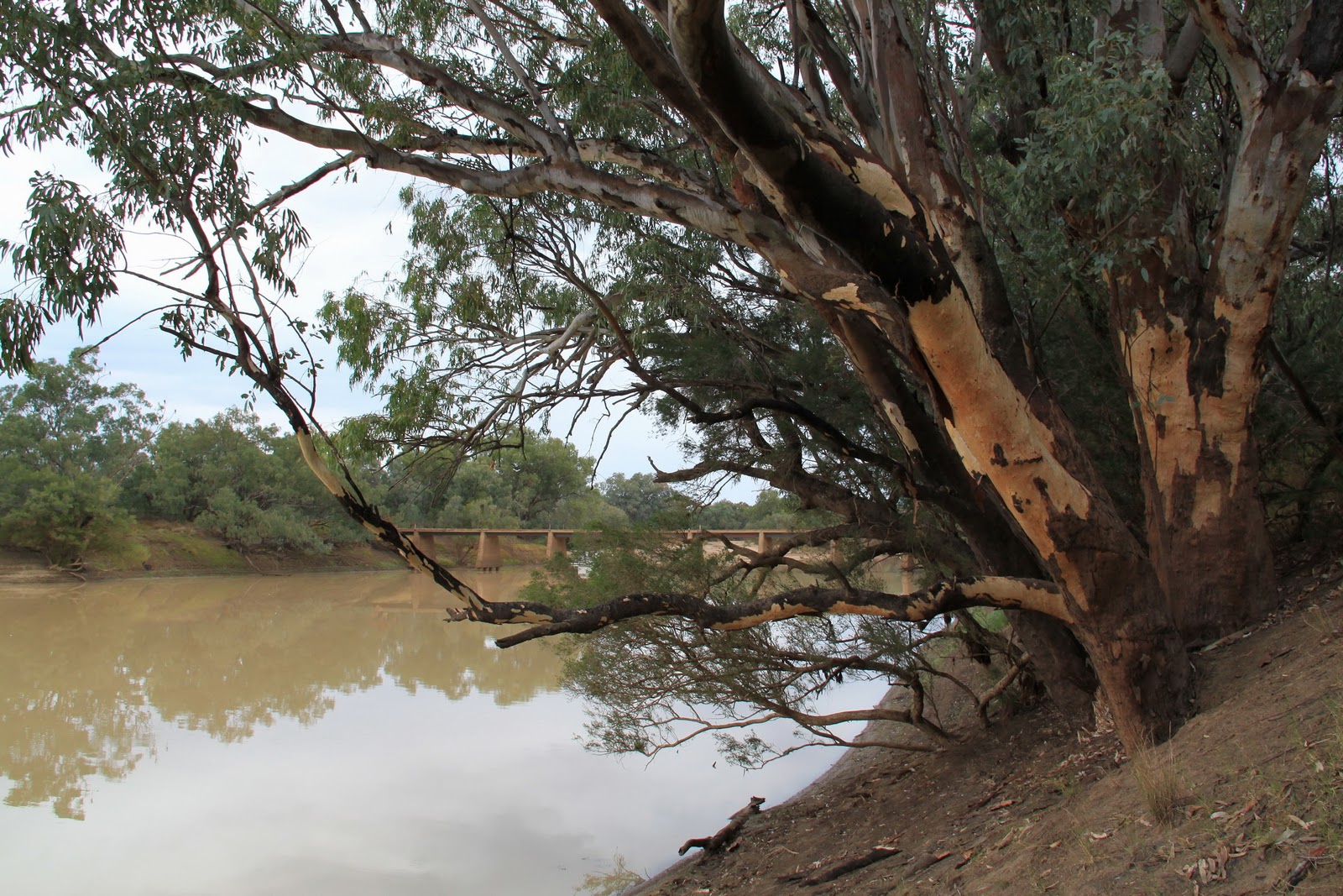 Cheryl Parkes: Friday 30/7/2010 Birdsville to Cooper Creek at Windorah