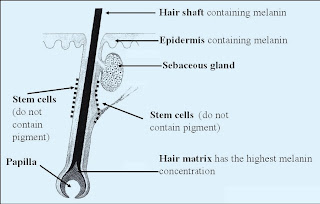 Laser Hair Removal in Houston: IPL / laser hair removal and the hair ...