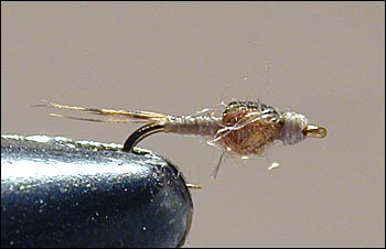 Fly Fishing Traditions: Baetis Complex - Part III - Presentation for ...