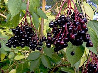 Flavon Max: Socul negru (Sambucus nigra)