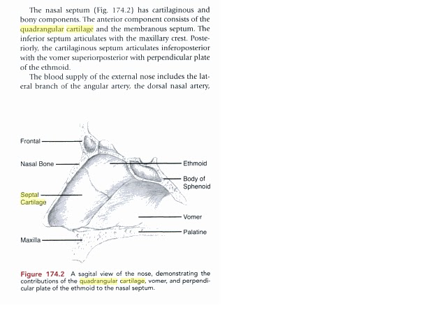 Nose Revision Surgery and Surgeons: Septal cartilage (quadrangular ...