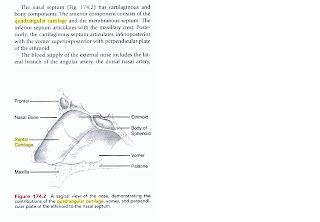 Nose Revision Surgery and Surgeons: Septal cartilage (quadrangular ...