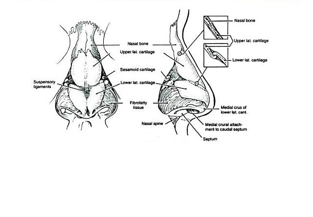 Nose Revision Surgery And Surgeons The Anatomy And Definition Of Nasal Valve Collapse And