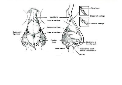 Nose Revision Surgery and Surgeons: The Anatomy and Definition of Nasal ...