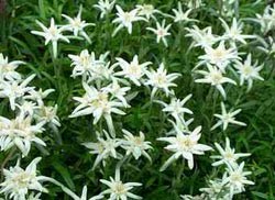 Raluca jurnalista: Floarea de colt un simbol al dragostei