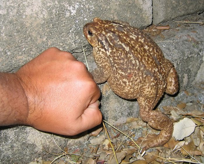 Wright's Wanderings: Common Toad
