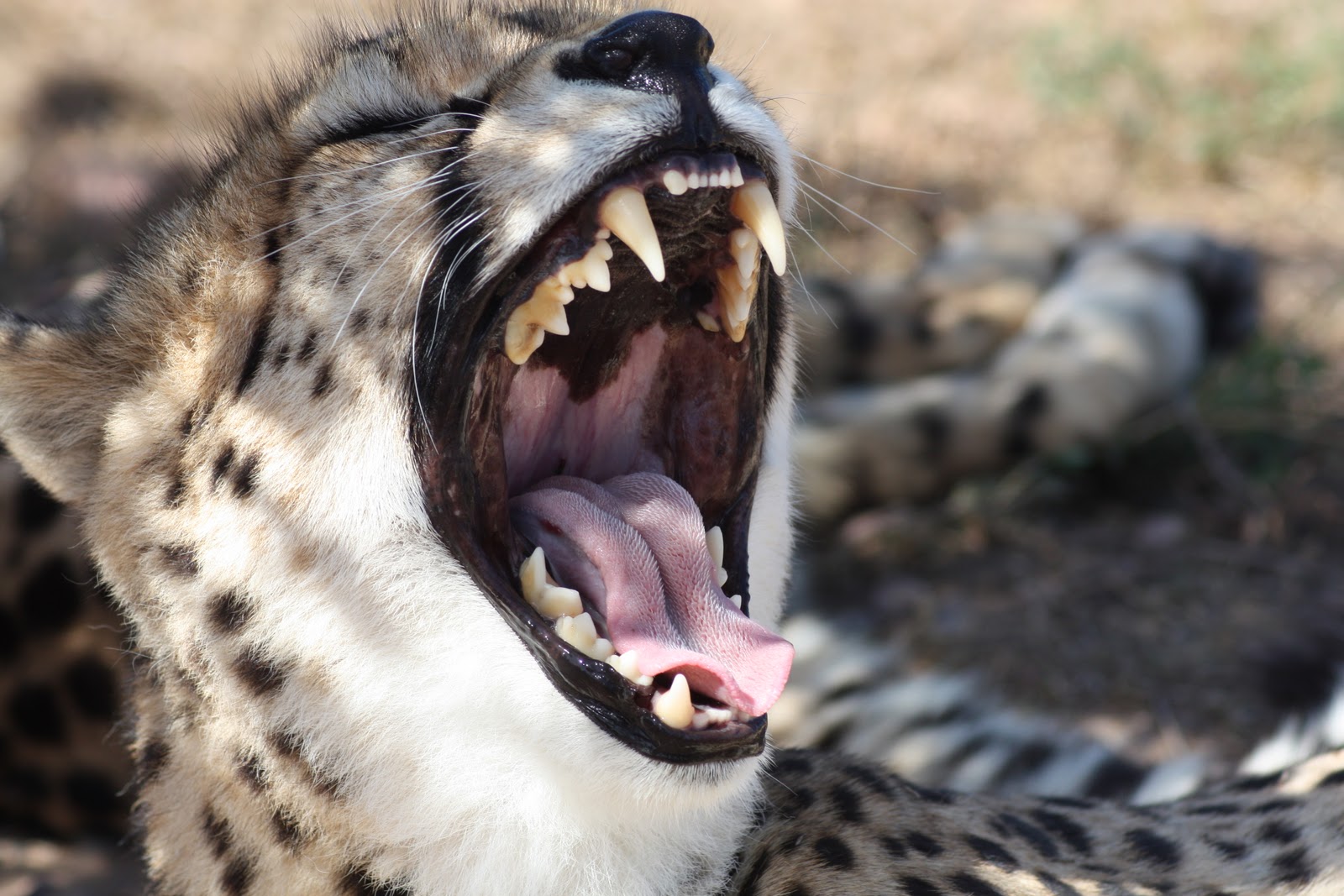 Year 6 Kings' Dubai: Animals: Up close & Personal!