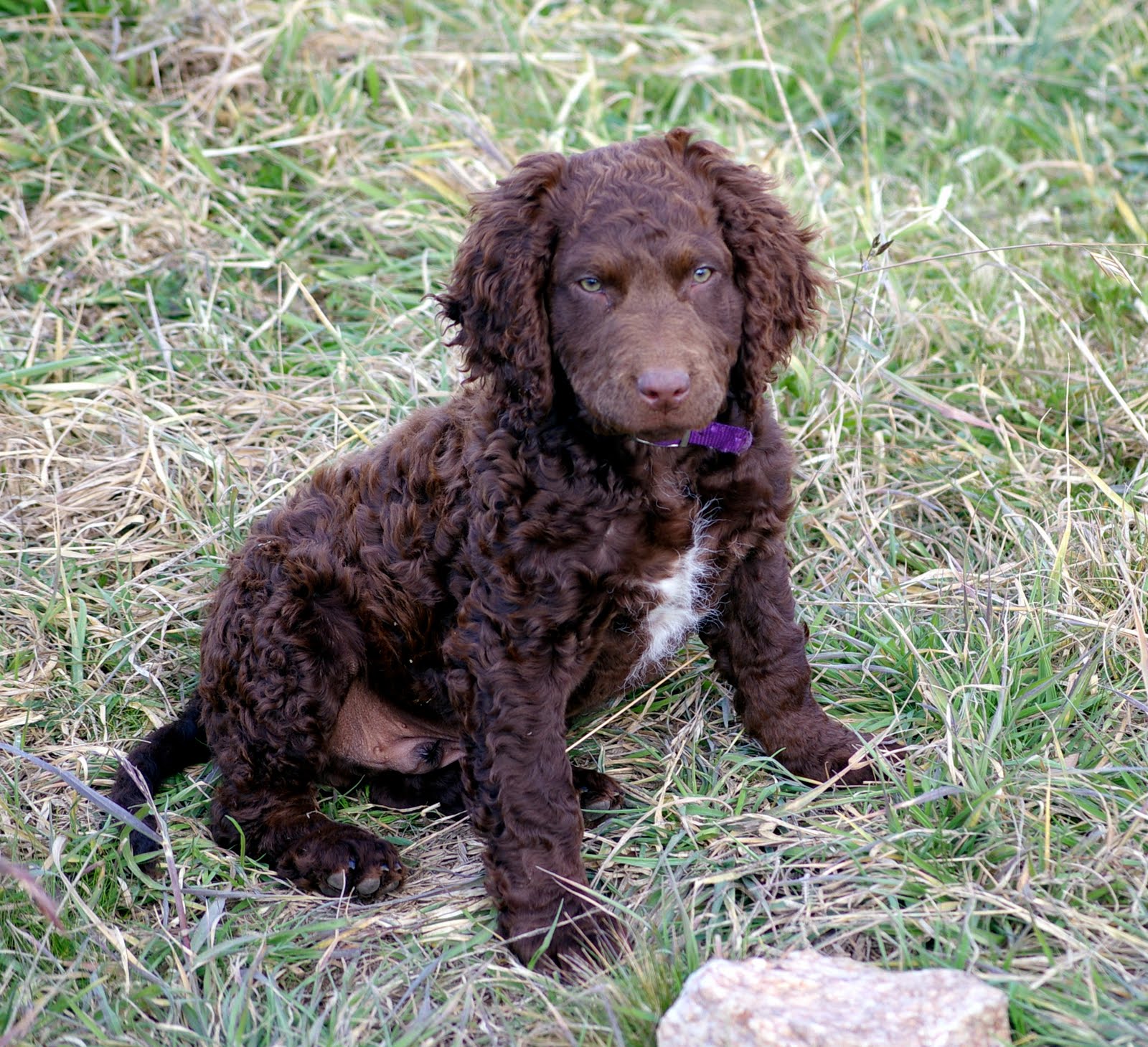 Raising Maple - A Murray River Curly Coated Retriever