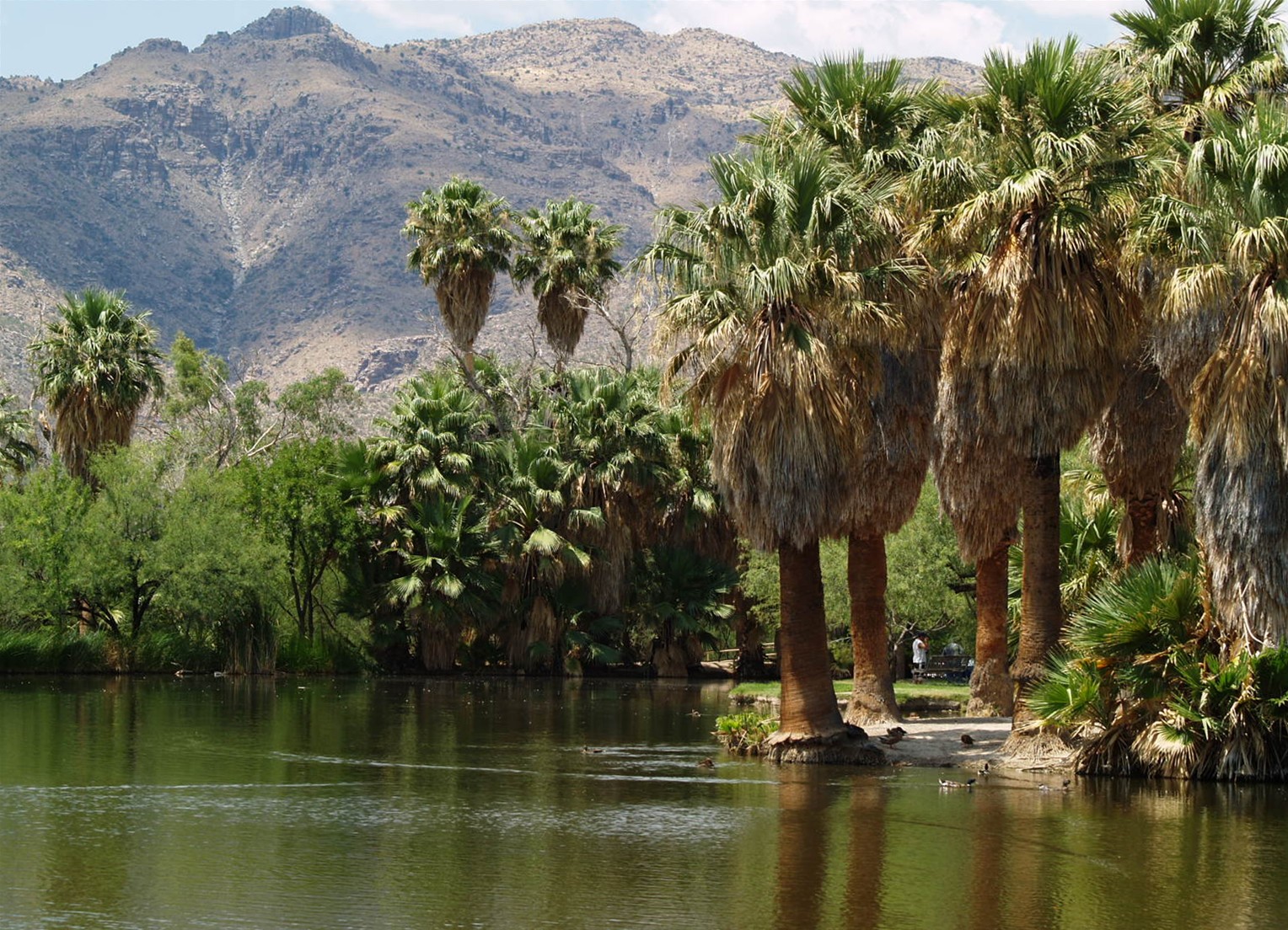 Arizona: Beetles, Bugs, Birds and more: Green Heron at Agua Caliente