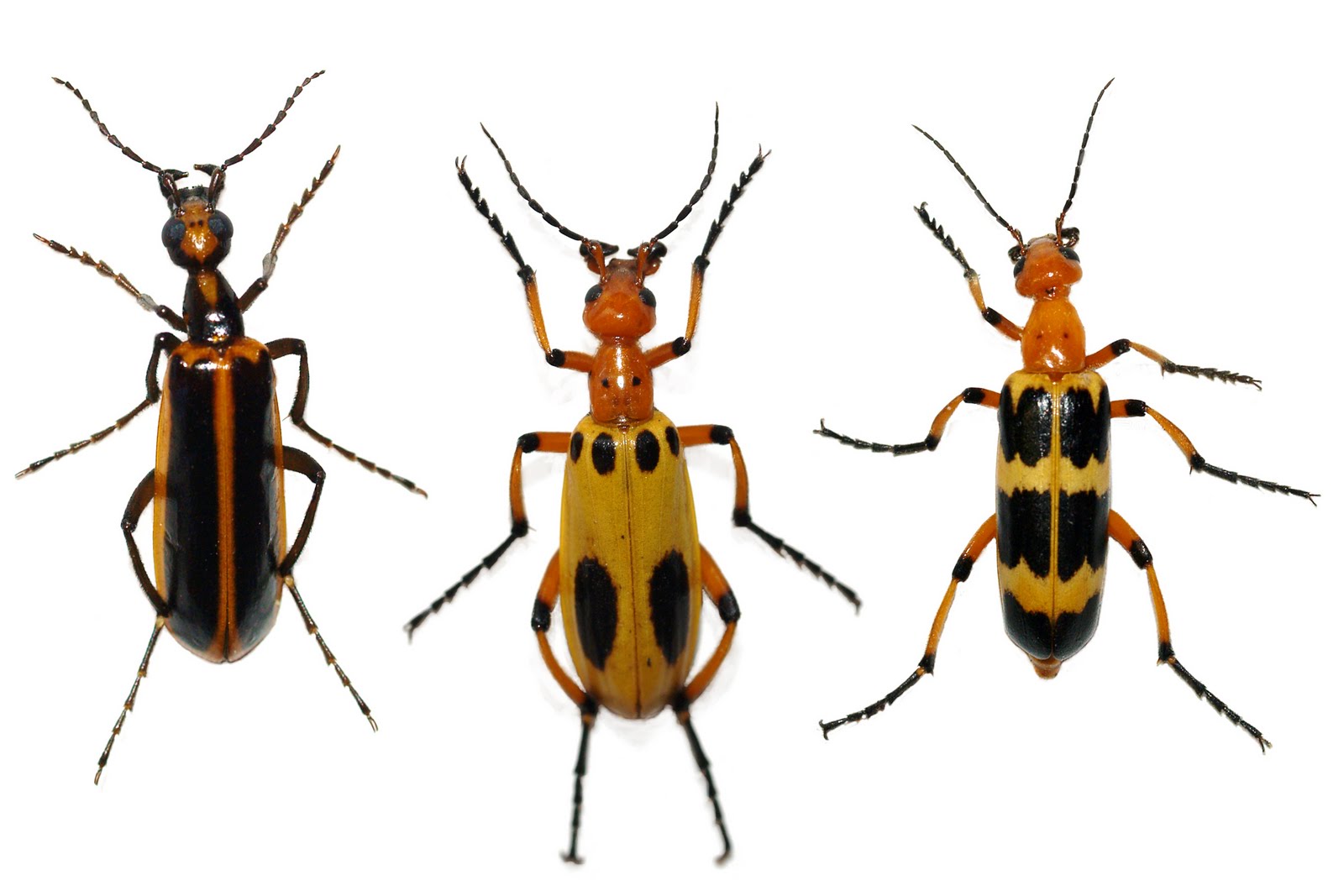 Arizona: Beetles, Bugs, Birds and more: Springtime Blister Beetles of ...