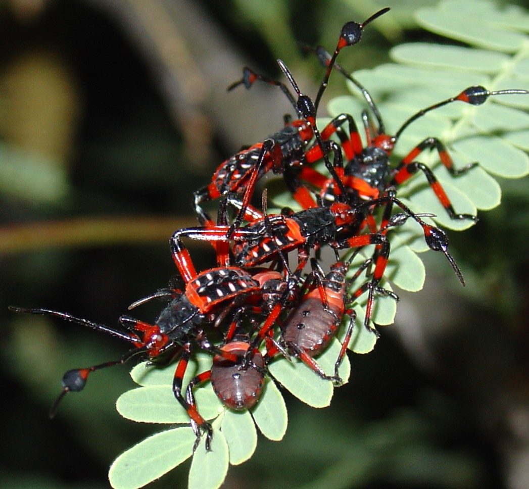 Arizona: Beetles, Bugs, Birds and more: Life cycle of the Giant ...