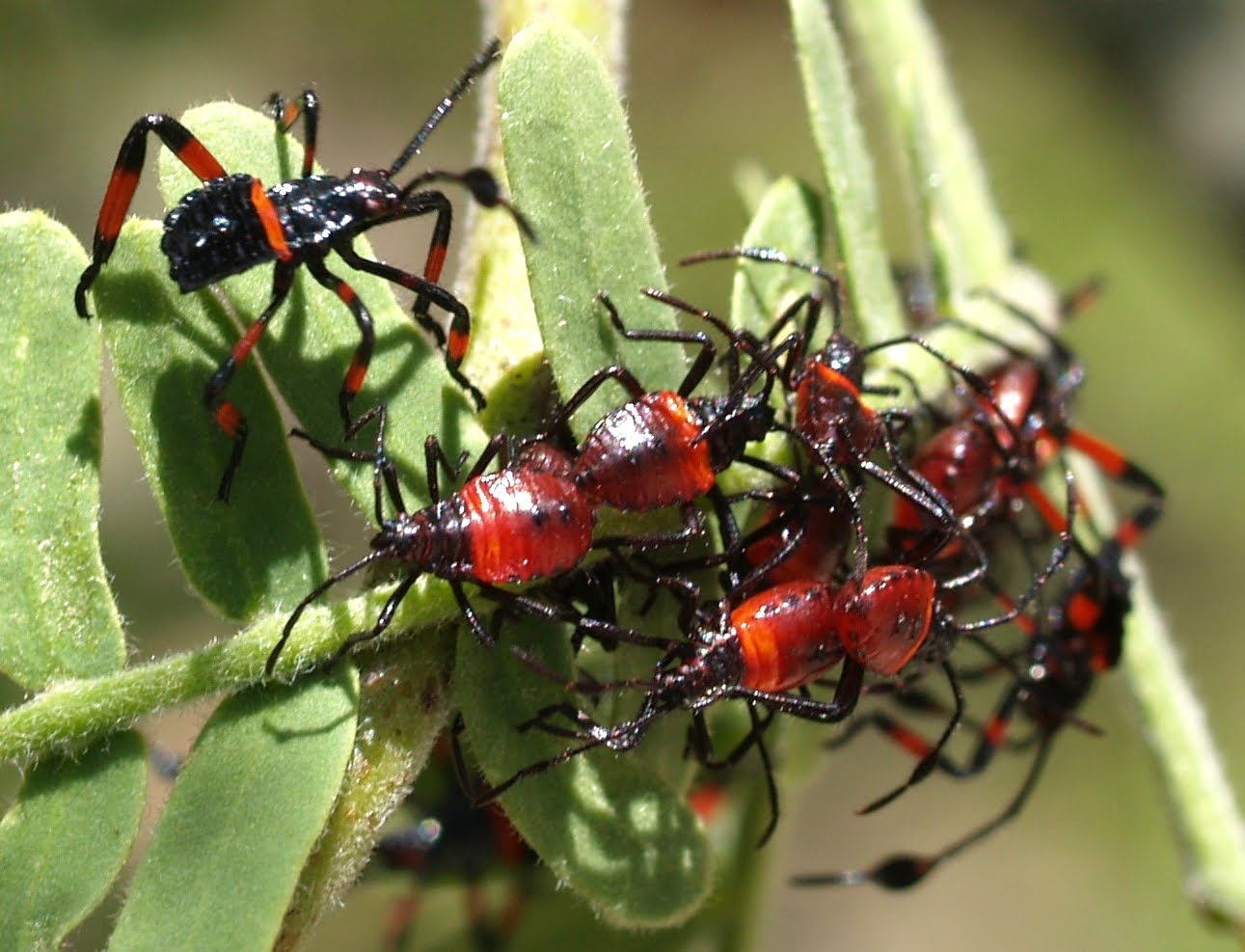 Arizona: Beetles, Bugs, Birds and more: Life cycle of the Giant ...