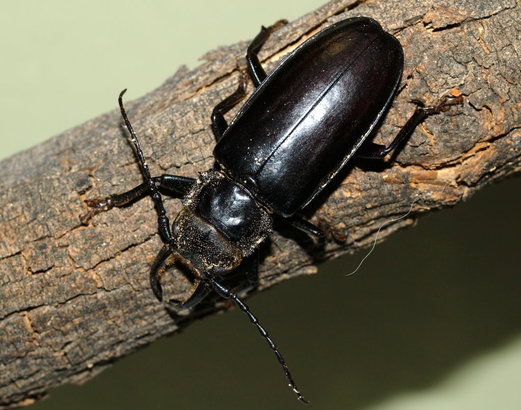 Arizona: Beetles, Bugs, Birds and more: Our Place at Night