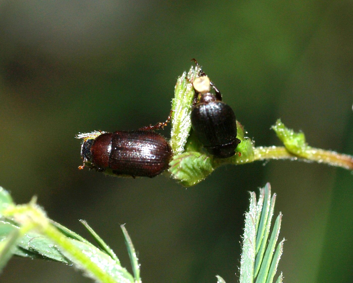 Arizona: Beetles, Bugs, Birds and more: Diplotaxis pumila in Madera ...