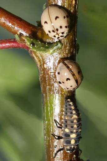 I found a grey ladybug today. : r/mildlyinteresting