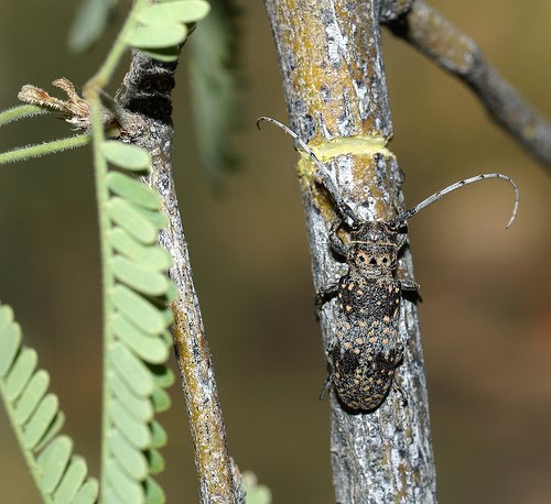 Arizona: Beetles, Bugs, Birds and more: Velcro bug, el Torrito ...