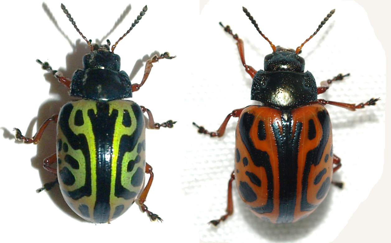Arizona: Beetles, Bugs, Birds and more: Color-changing Leaf Beetles