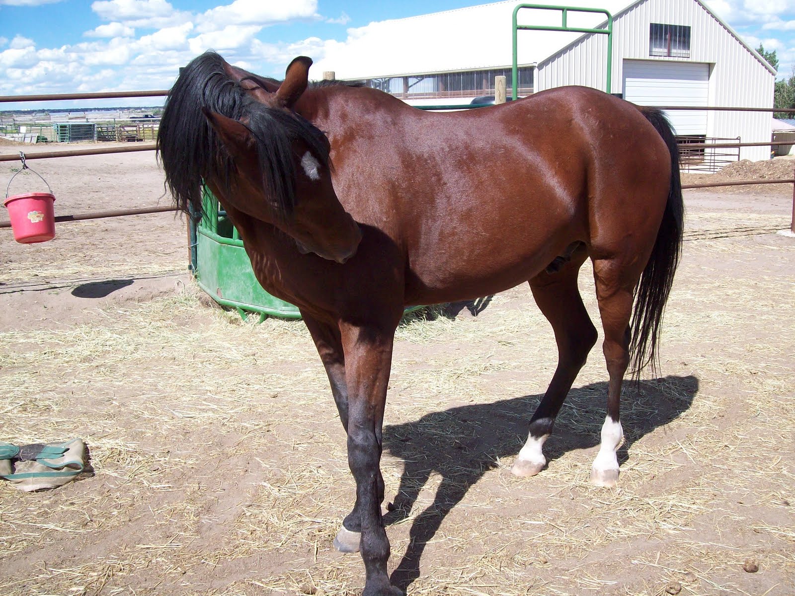 Can I Have a Pony?: August 2010