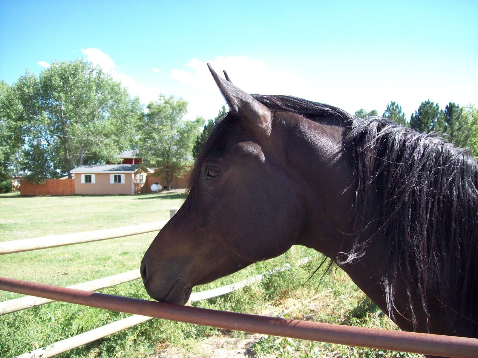 Can I Have a Pony?: August 2010