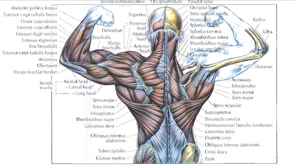 Culturism-antrenament-nutritie