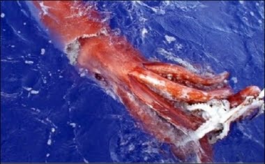 The biggest squid squid 100 feet long, caught at the North Pole