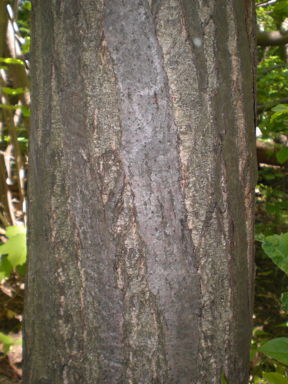 Tom's Trees: American Chestnut (Castanea denata)