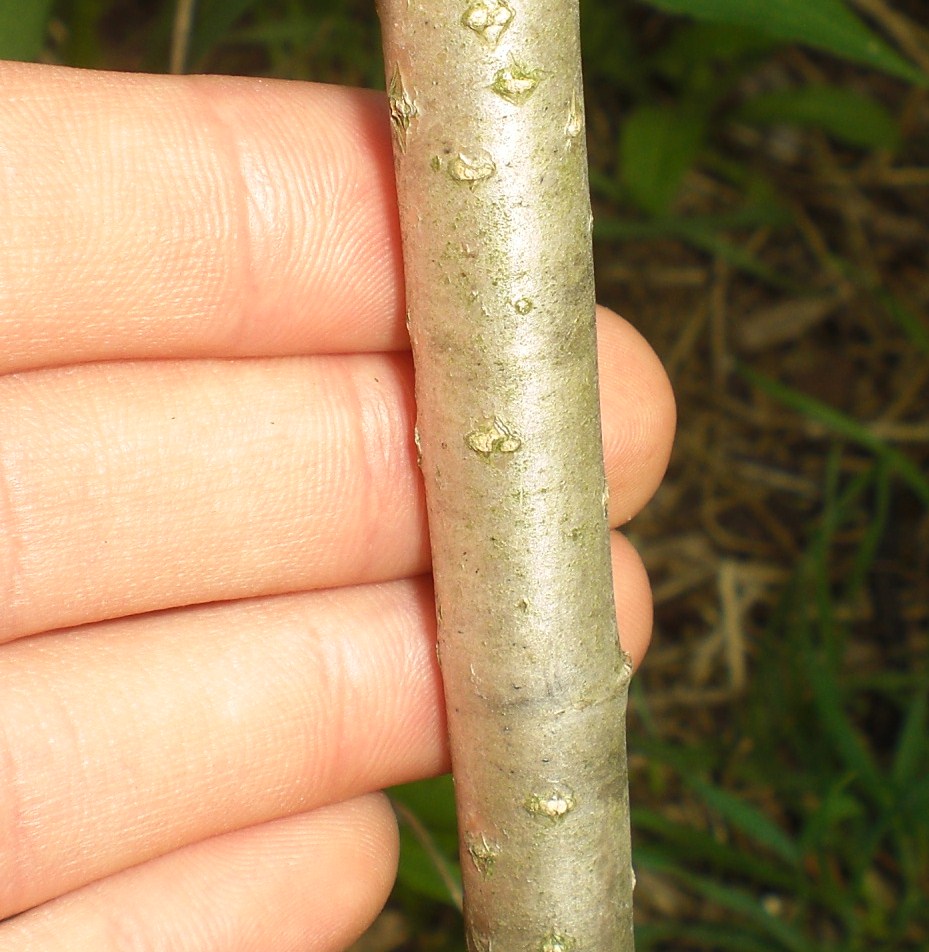 Tom's Trees: Beaked Willow (Salix bebbiana)