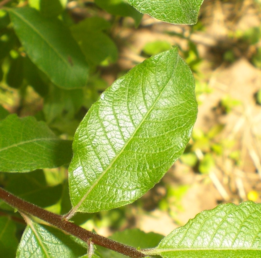 Tom's Trees: Pussy Willow (Salix discolor)