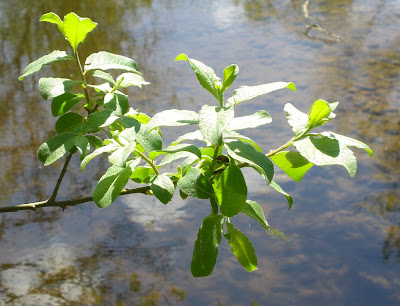 Tom's Trees: Pussy Willow (Salix discolor)