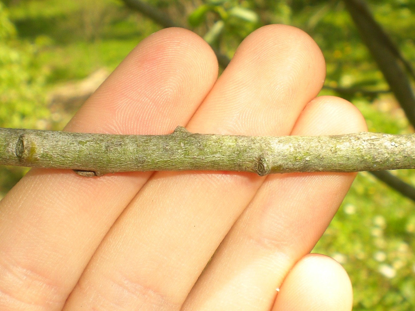 Tom's Trees: Pussy Willow (Salix discolor)