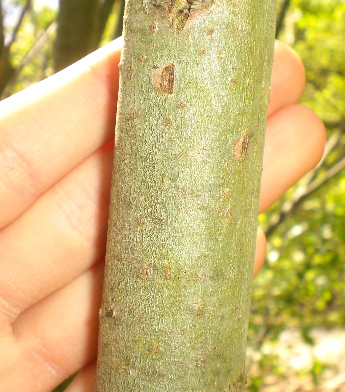 Tom's Trees: Pussy Willow (Salix discolor)