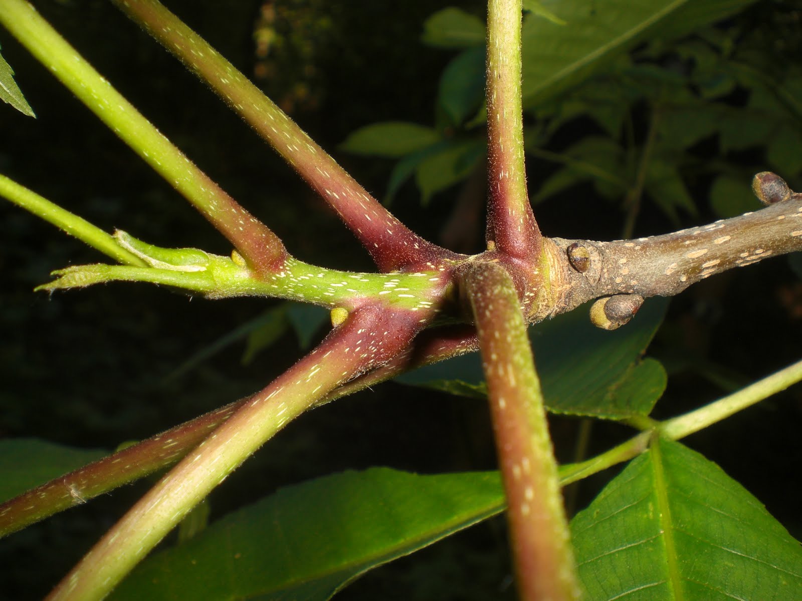 Tom's Trees: Red Hickory (Carya ovalis)