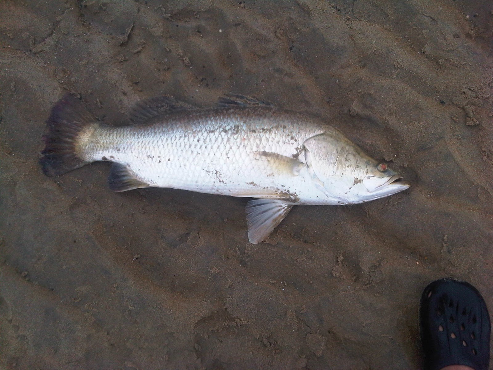 Fish Tracker: Rumah Terbuka Cherok Paloh....
