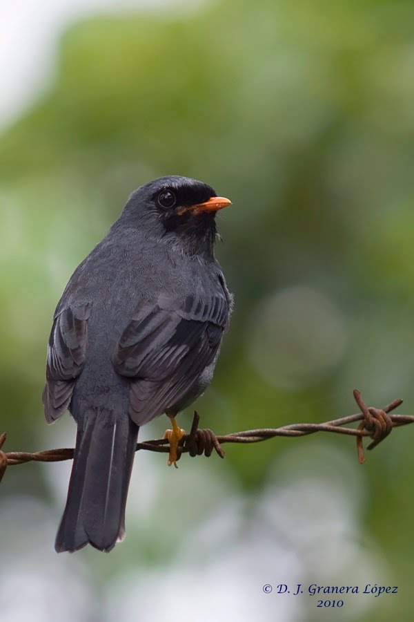 ECCENATURE - Danilo J. Granera López: Myadestes melanops - Black-faced ...