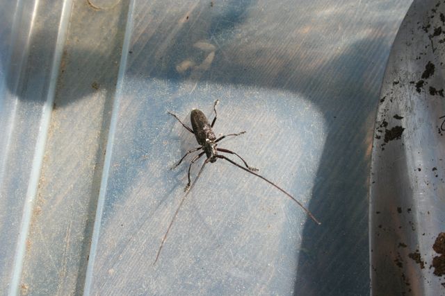 Reflections from Crumbly Acres: Muskoka bugs-update