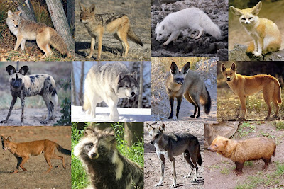 Sei zampe e una coda: Sulle origini del cane